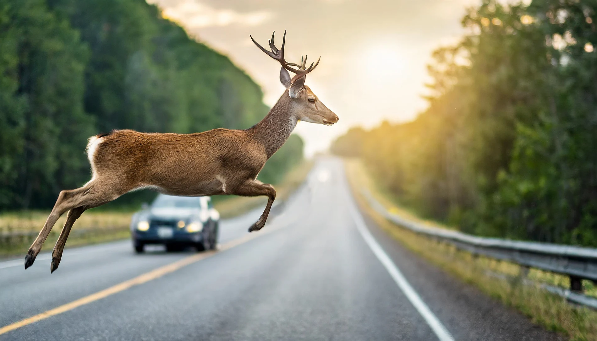 Missed A Deer And Hit A Tree, Auto Policy Collision?
